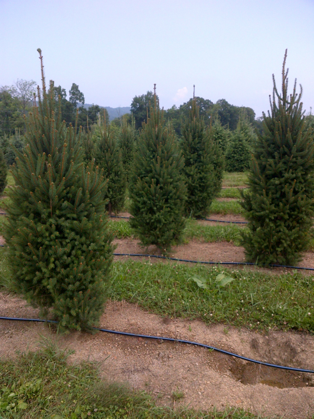 Boltz Tree Farm & Nursery – Top Quality Trees for the Landscape Industry